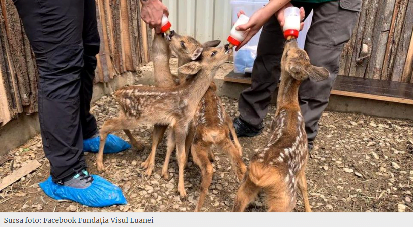 Șapte pui de căprioară … ♡ | aventuri. zambete. curiozitati